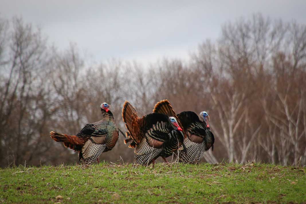 The Ultimate Guide to Turkey Hunting: Tips and Techniques | Hunting ...
