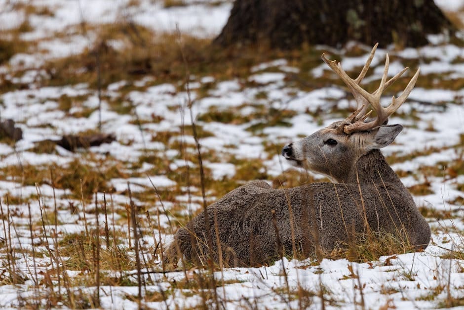 Top 5 Wisconsin Counties for Bucks | Hunting Magazine