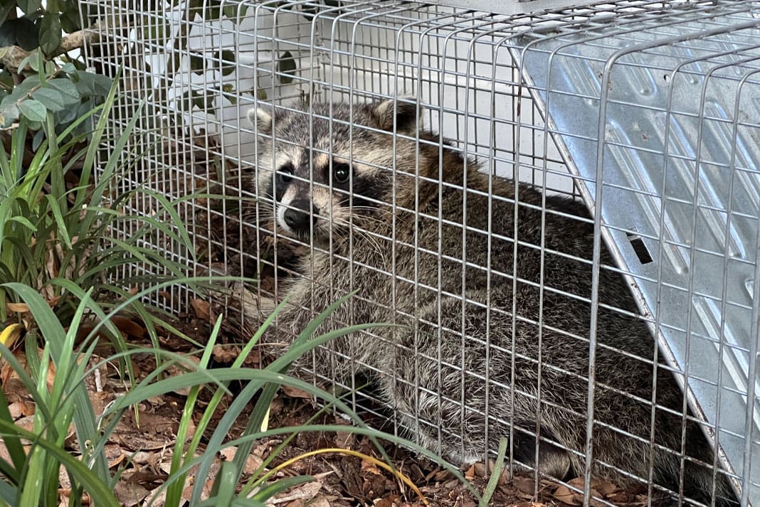 Understanding How Live Traps Work: A Guide for Outdoorsmen | Hunting ...